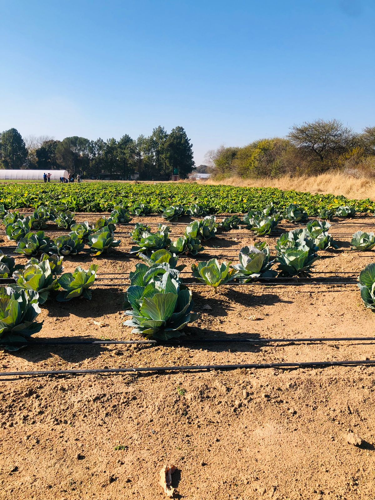 Taletso Tvet College – Taletso Tvet College